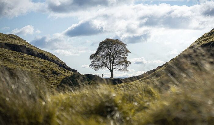 Two Men Convicted for Felling the Beloved Sycamore Gap Tree
