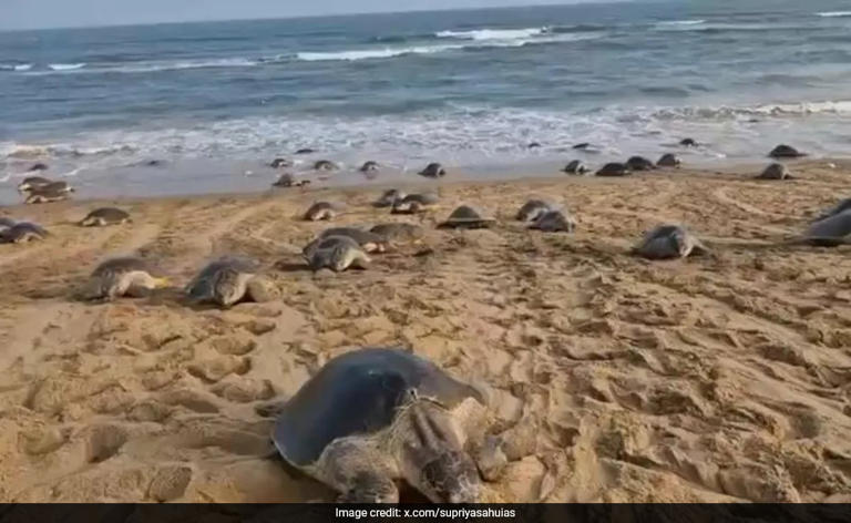 Odisha Tagged Olive Ridley Turtle Travels 1,000 Km To Andhra Coast In ...