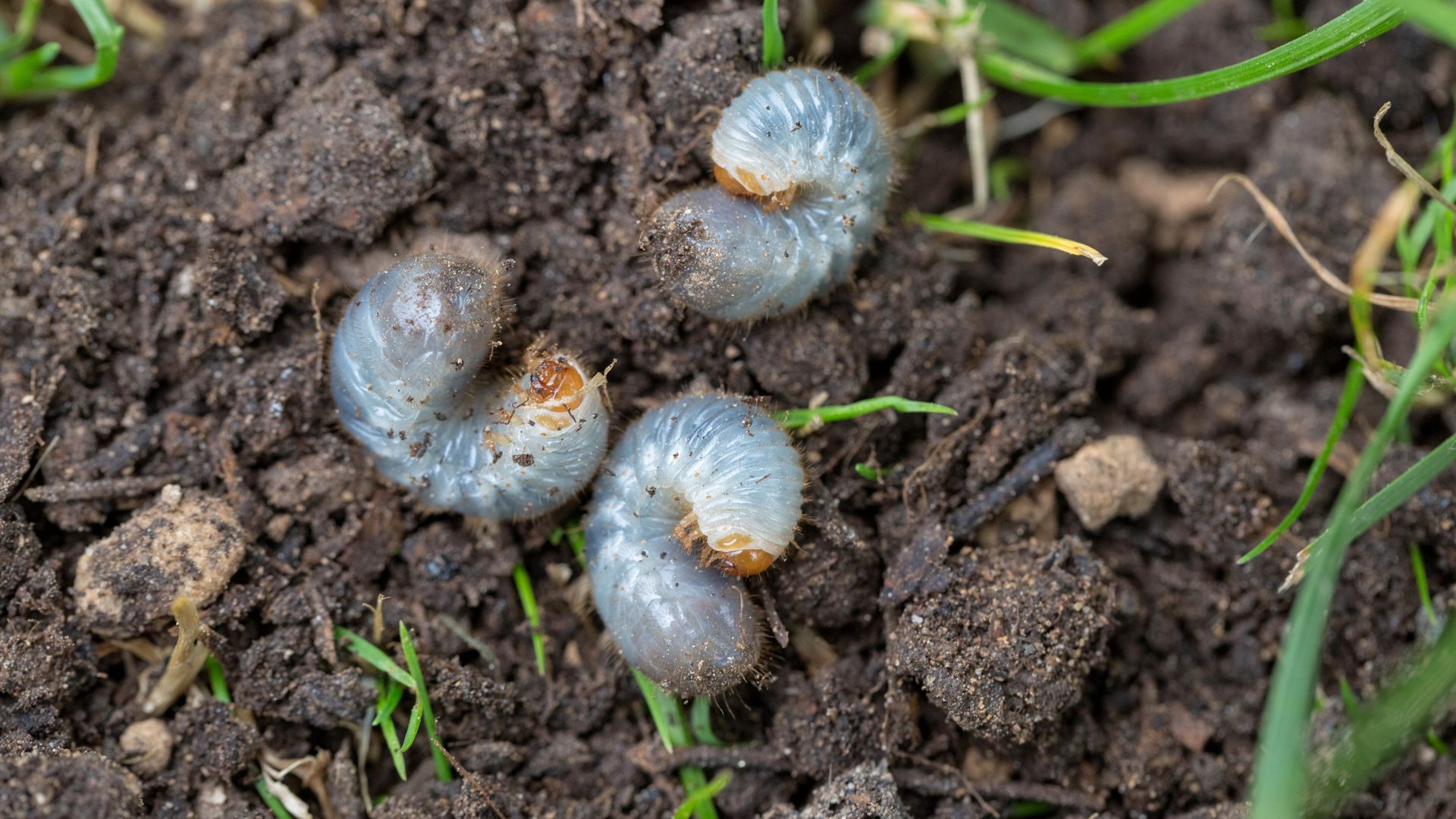 5 signs that you have grubs in your lawn — before they ruin your grass