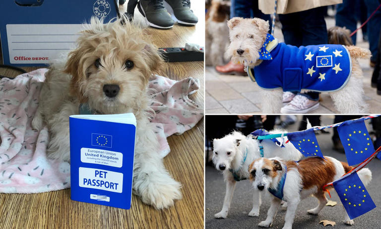 Britain 'asks to rejoin EU's pet passport scheme' to cut cost of taking animals to the continent