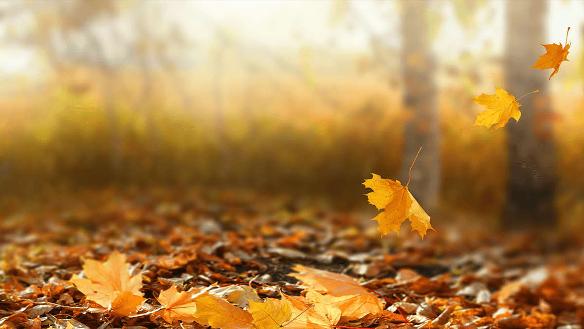 Fast Leaf Hypothesis: Scientists Discover Sneaky Way Trees Use Geometry ...