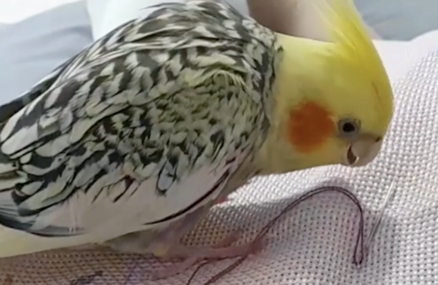 Parakeet Becomes Unlikely Sewing Assistant in Heartwarming Crafting Duo