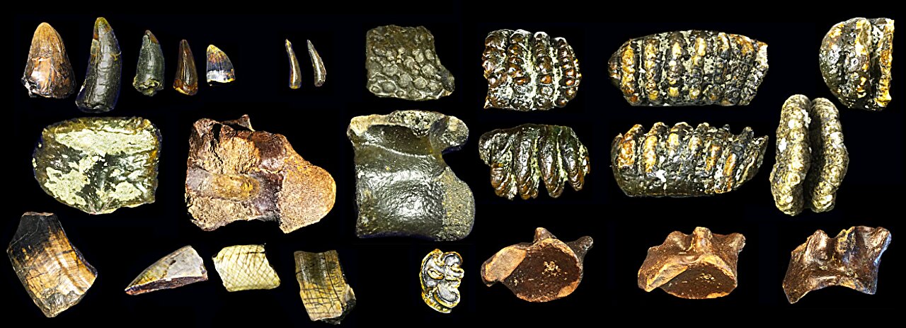 Homo erectus from the seabed—new archaeological discoveries in Indonesia