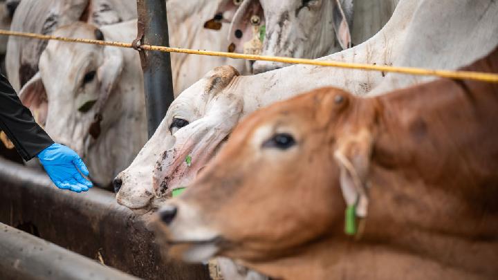 Pemerintah Tambah Impor Sapi 184 Ribu Ekor Tahun Ini