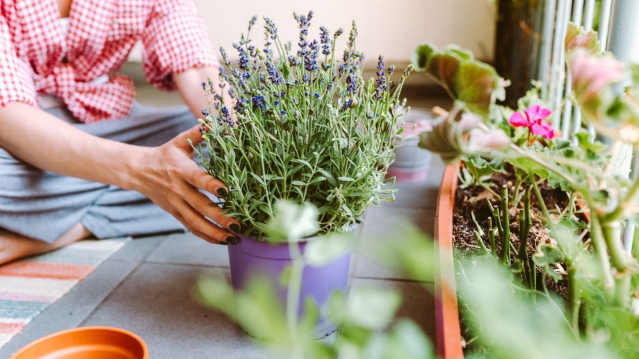 Best Indoor Plants That Smell Heavenly