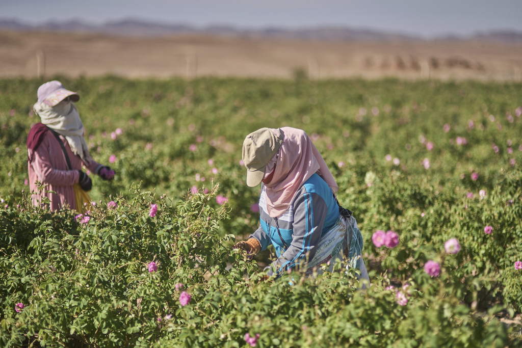 AP PHOTOS: The desert blooms, roses perfume the air and a Moroccan town ...