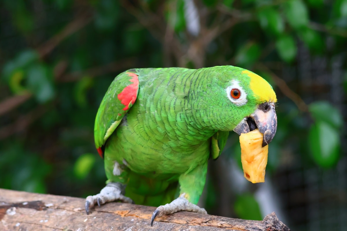 58-Year-Old Parrot Named Polly Actually Asks for a Cracker and the ...