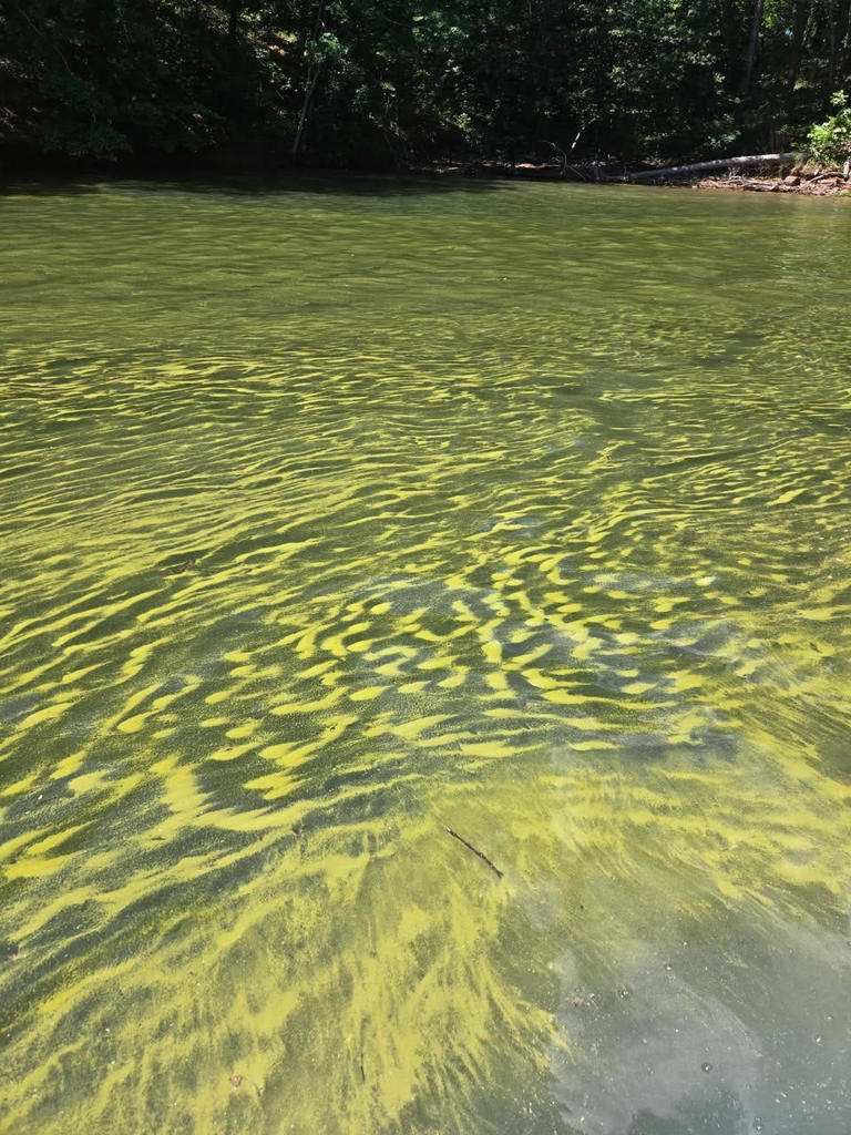 Levels of harmful algal blooms lessen on Lake Hartwell but persist in ...