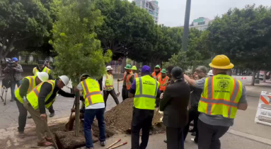 New trees to be planted in DTLA to replace the ones illegally cut down