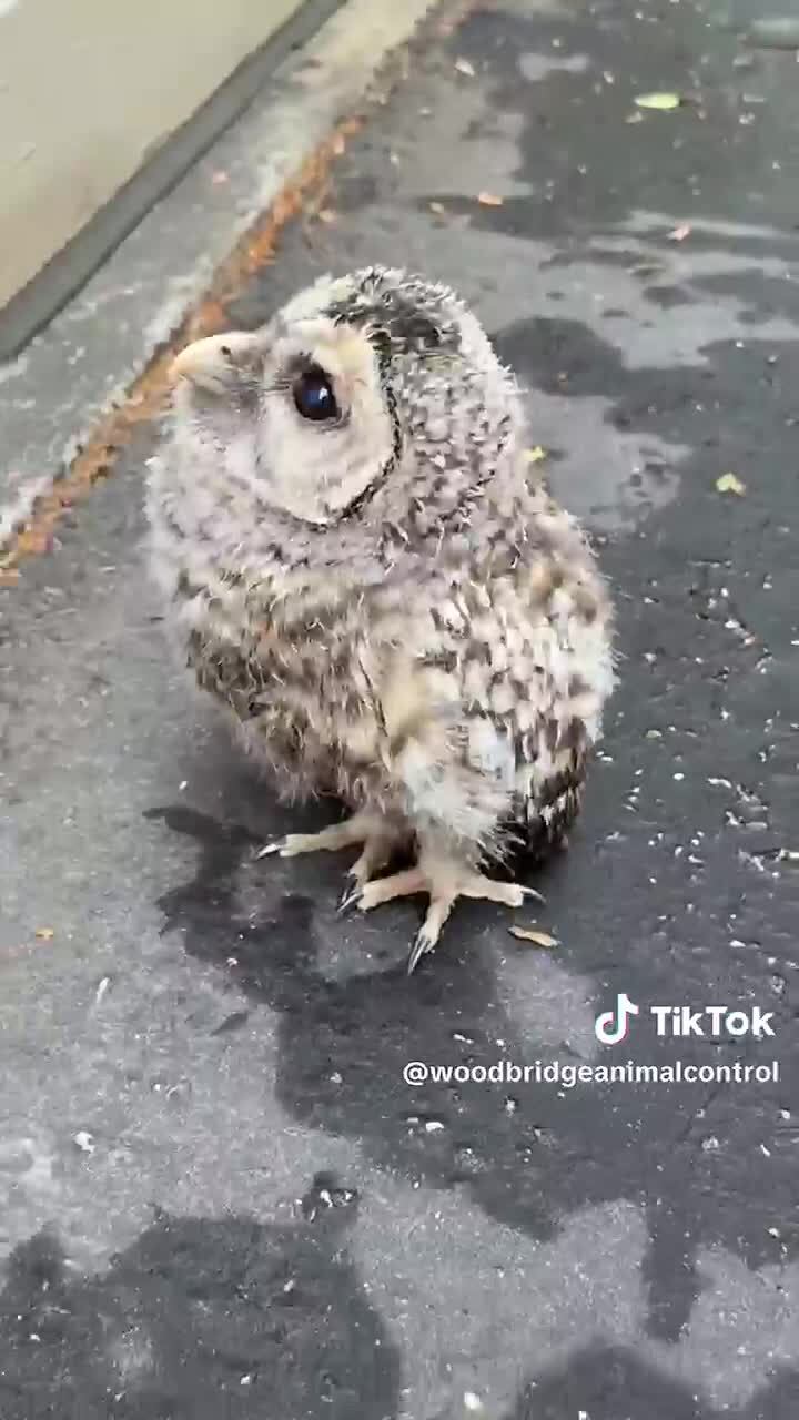 Baby owl rescued after falling from perch