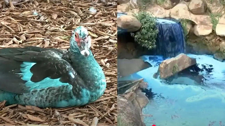 Chemical Spill In Brazil Turns Ducks And Geese Bright Blue — Shocking ...