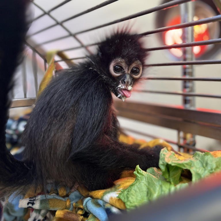 Spider monkey, snakes, drugs: Traffic stop, search of man's home leads ...