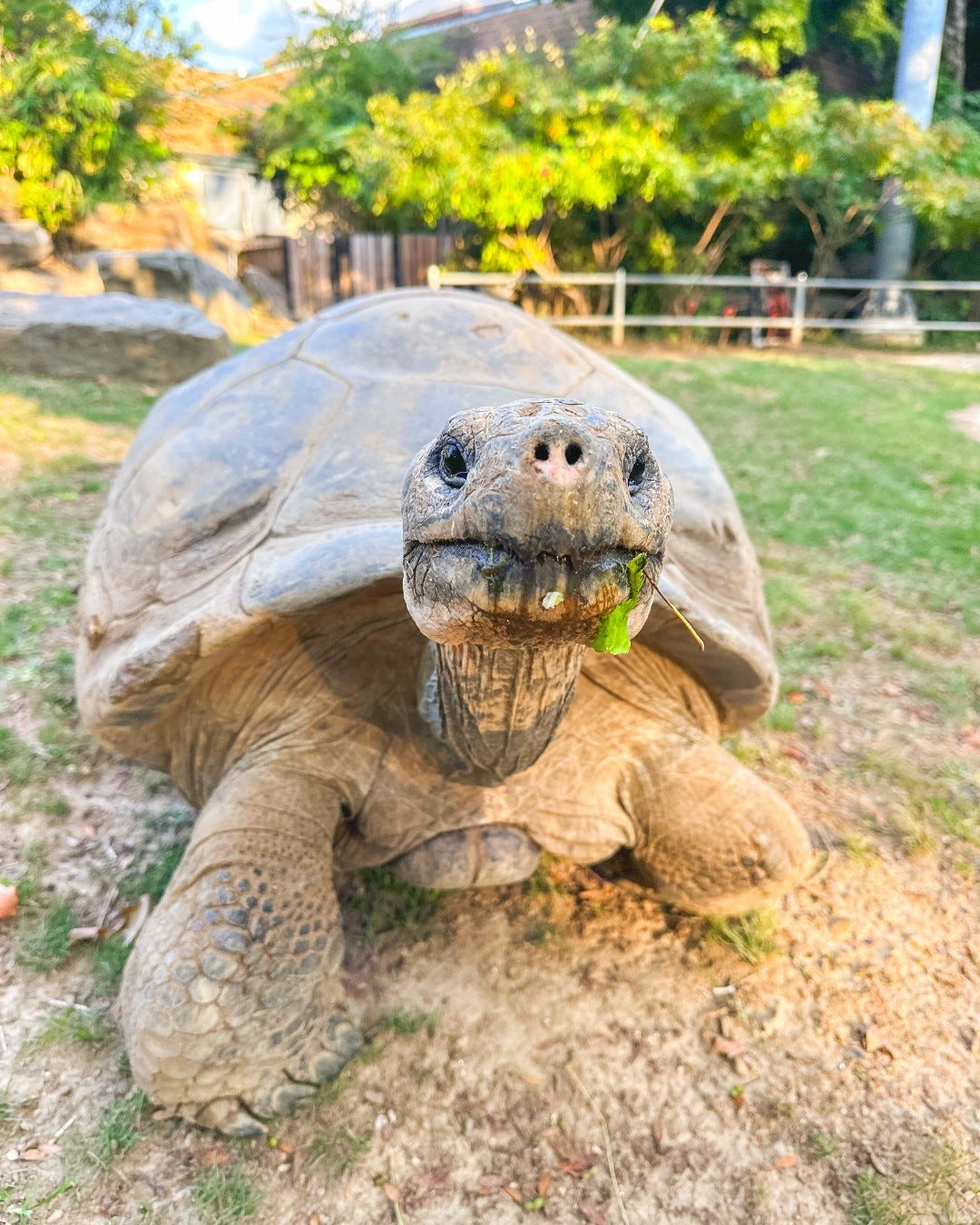 She's giving mother: How 97-year-old tortoise Mommy finally became a mom