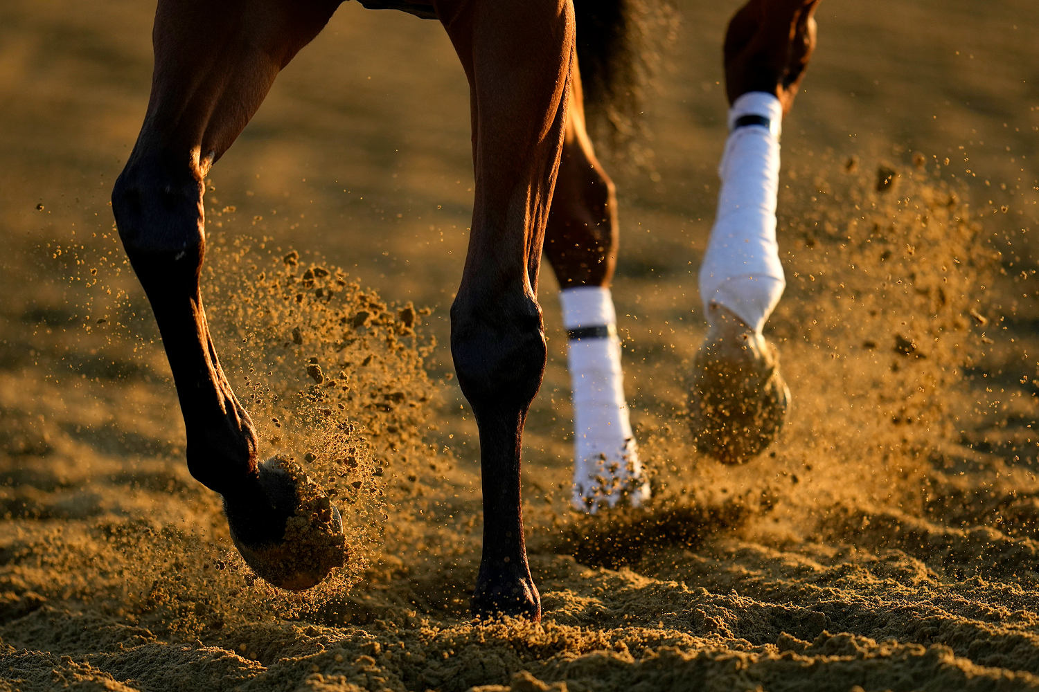 Everything to know about this year's Preakness Stakes