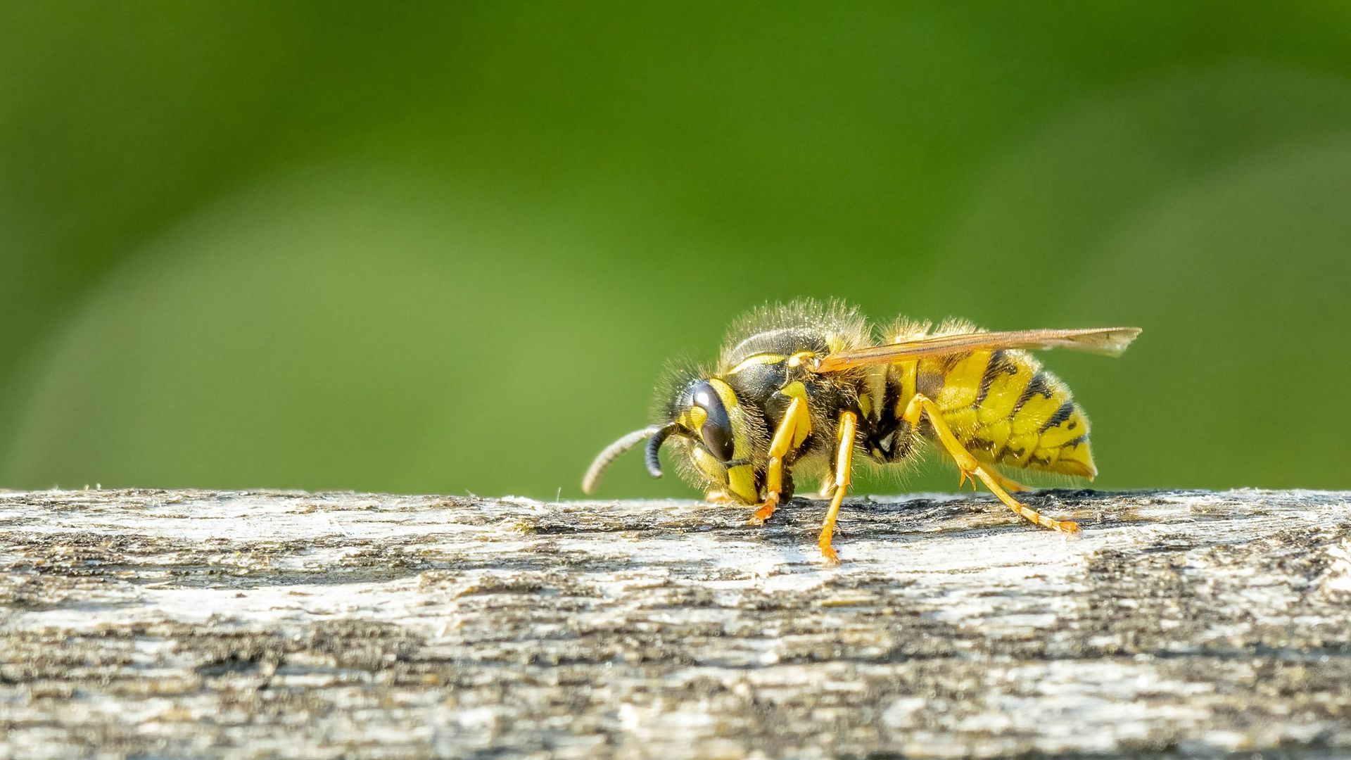Banish wasps from your backyard this summer with this $1 kitchen ingredient