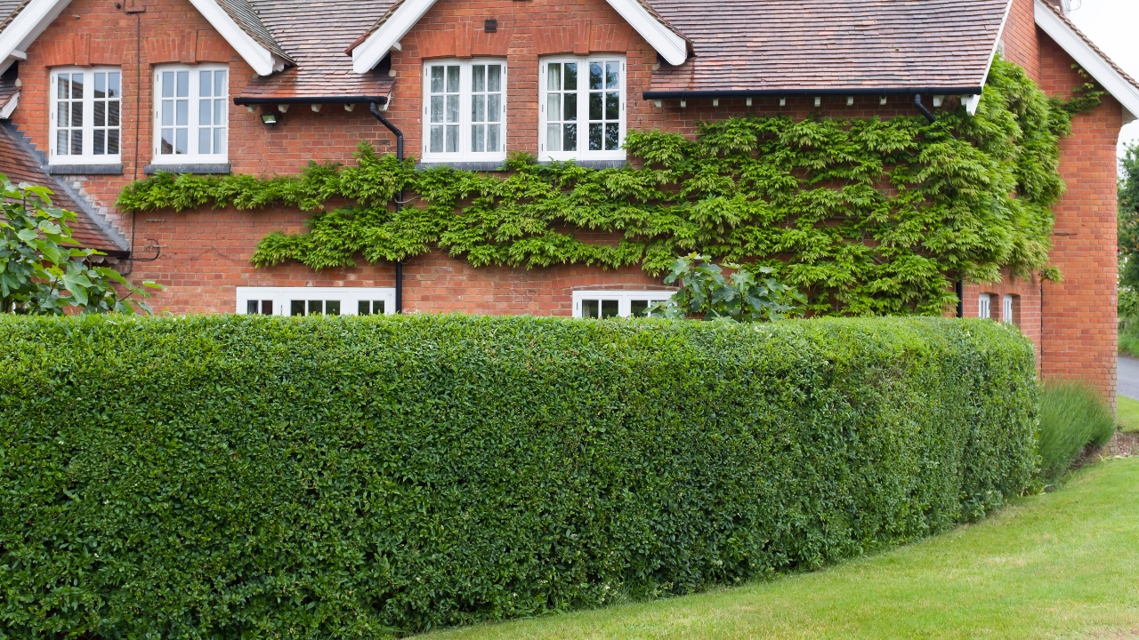 10 landscaping mistakes that make your yard look smaller