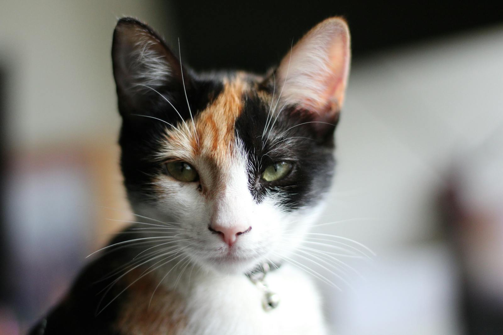 10 Emotional Habits Cats Form Around Predictable People