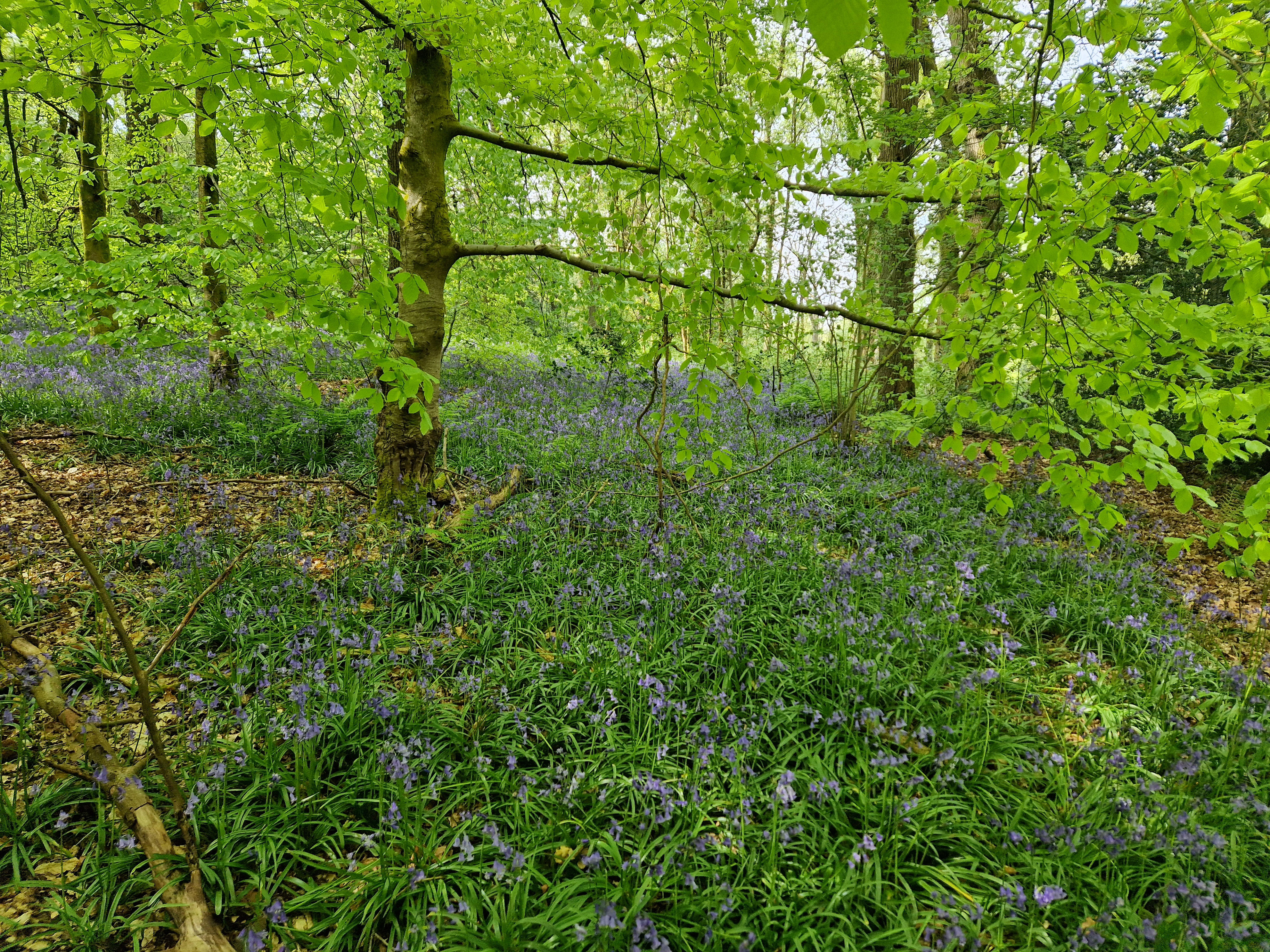 10 of the most refreshing Birmingham spring walks ideal for boosting ...