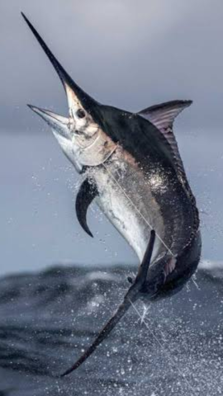 8 fish that rule the ocean with the fastest speed