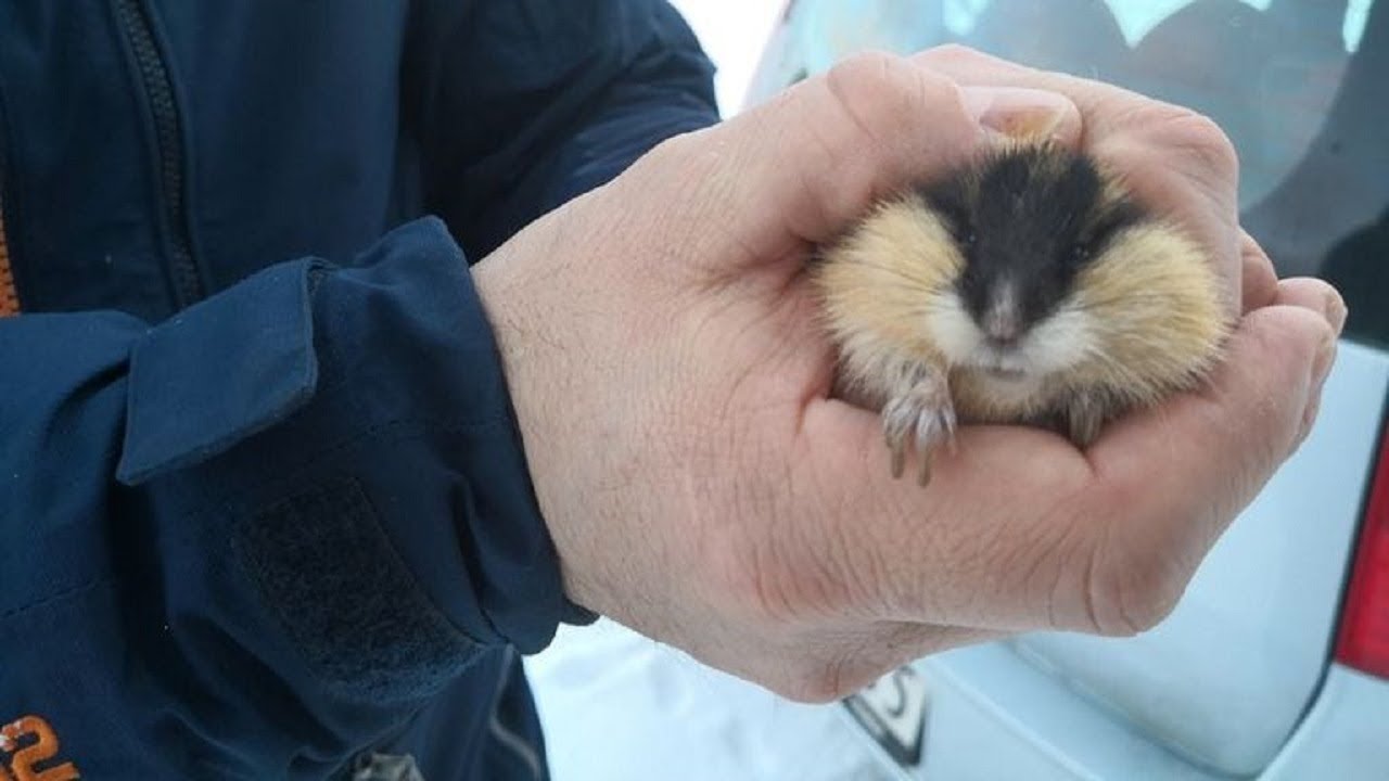 Man Rescues A Lost ‘Hamster’ And Quickly Learns It’s Not What It Seems