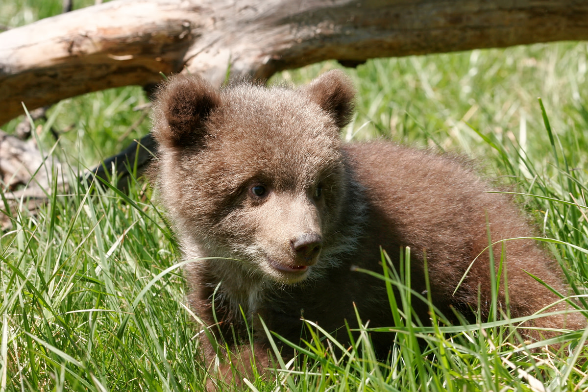 Baby Bear's Sweet Attempt to Help Sibling Cross Stream Is So Beautiful