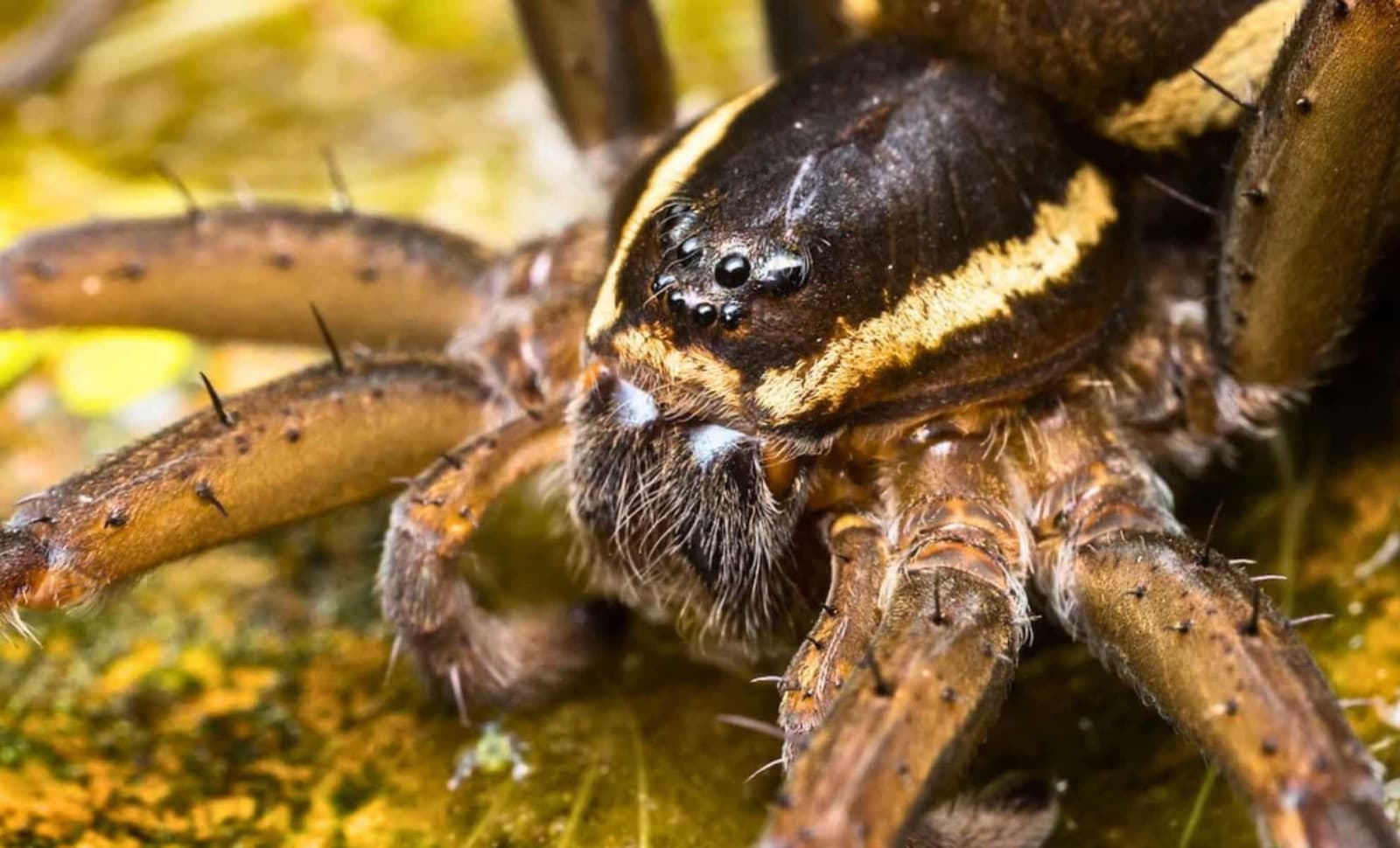 Released Into the Wild 10 Years Back, These Massive “Hand-Sized Spiders ...