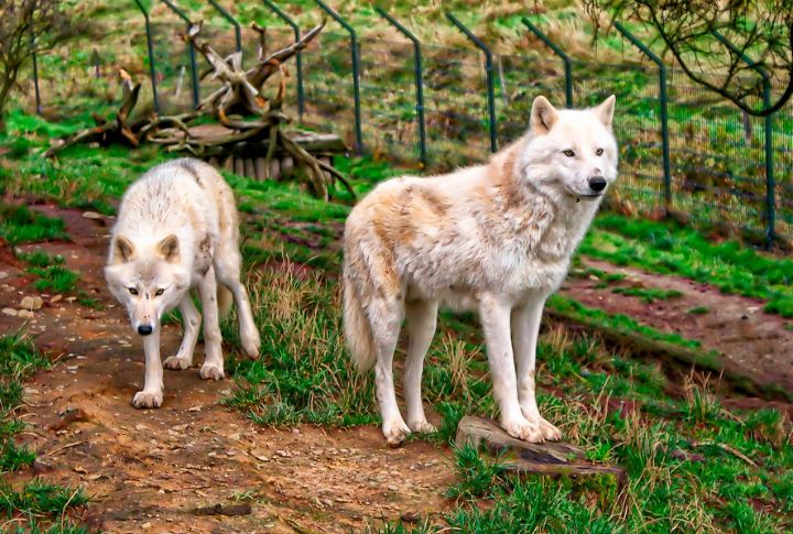 Two Of The Largest Wolf Packs The World Has Ever Known