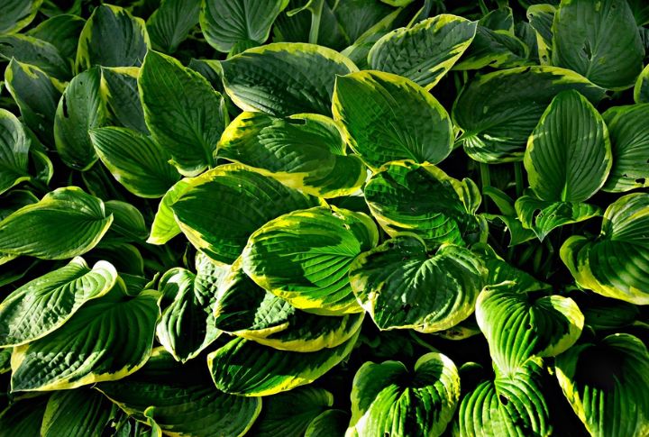 Top plants to pair with peonies and the ones you should skip