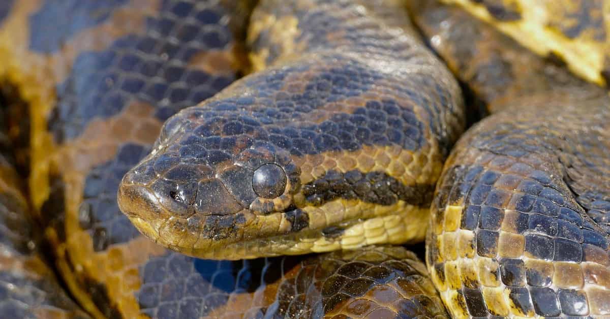 Being Swallowed by an Anaconda: Explained