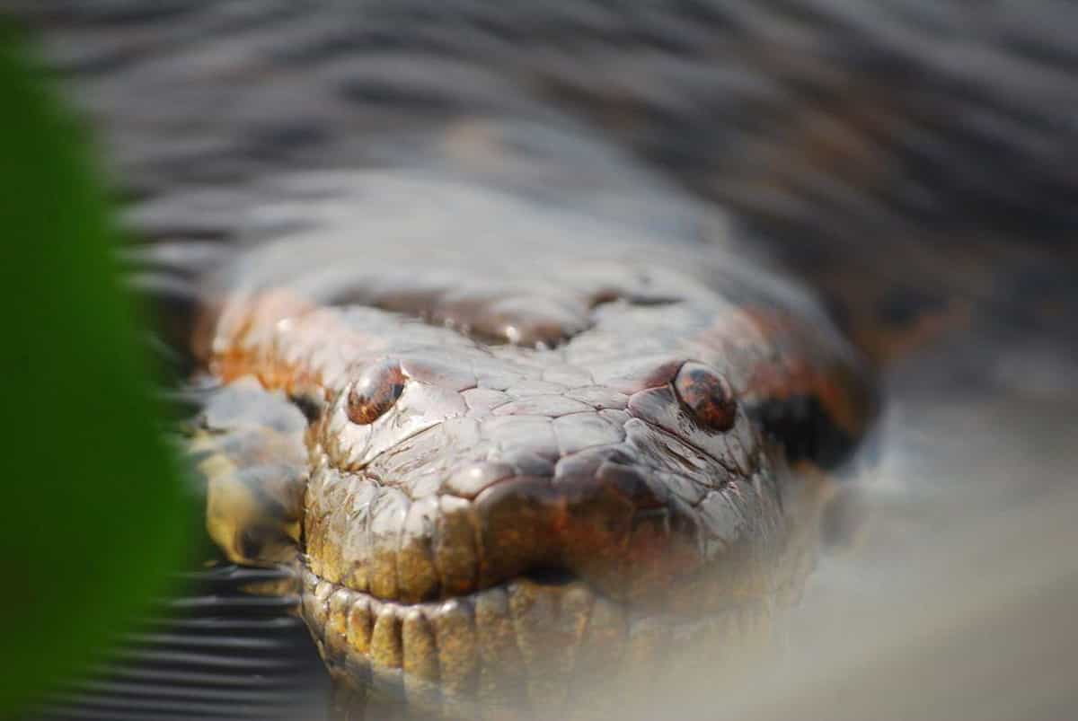 Being Swallowed by an Anaconda: Explained