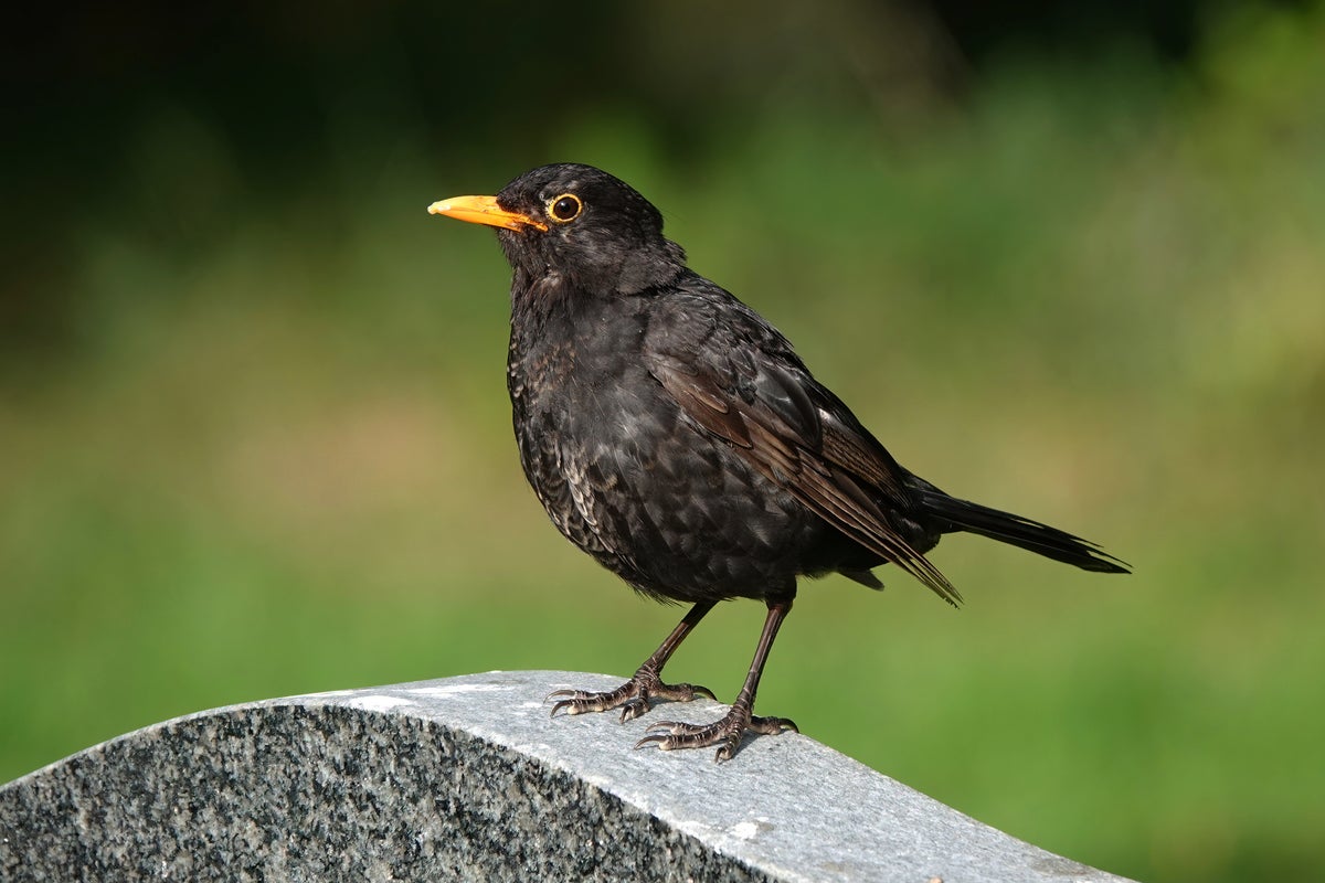 Blackbirds under new threat after mosquito-borne disease arrives in UK