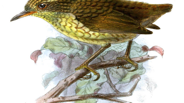 One Cat Is All It Took To Make A Bird Species Extinct - And The Story ...