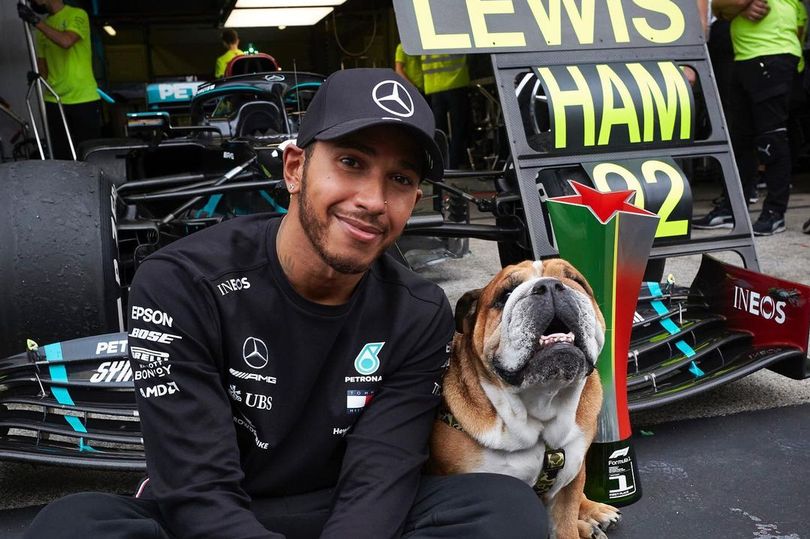 Lewis Hamilton's dog fighting serious illness as F1 star admits 'my ...