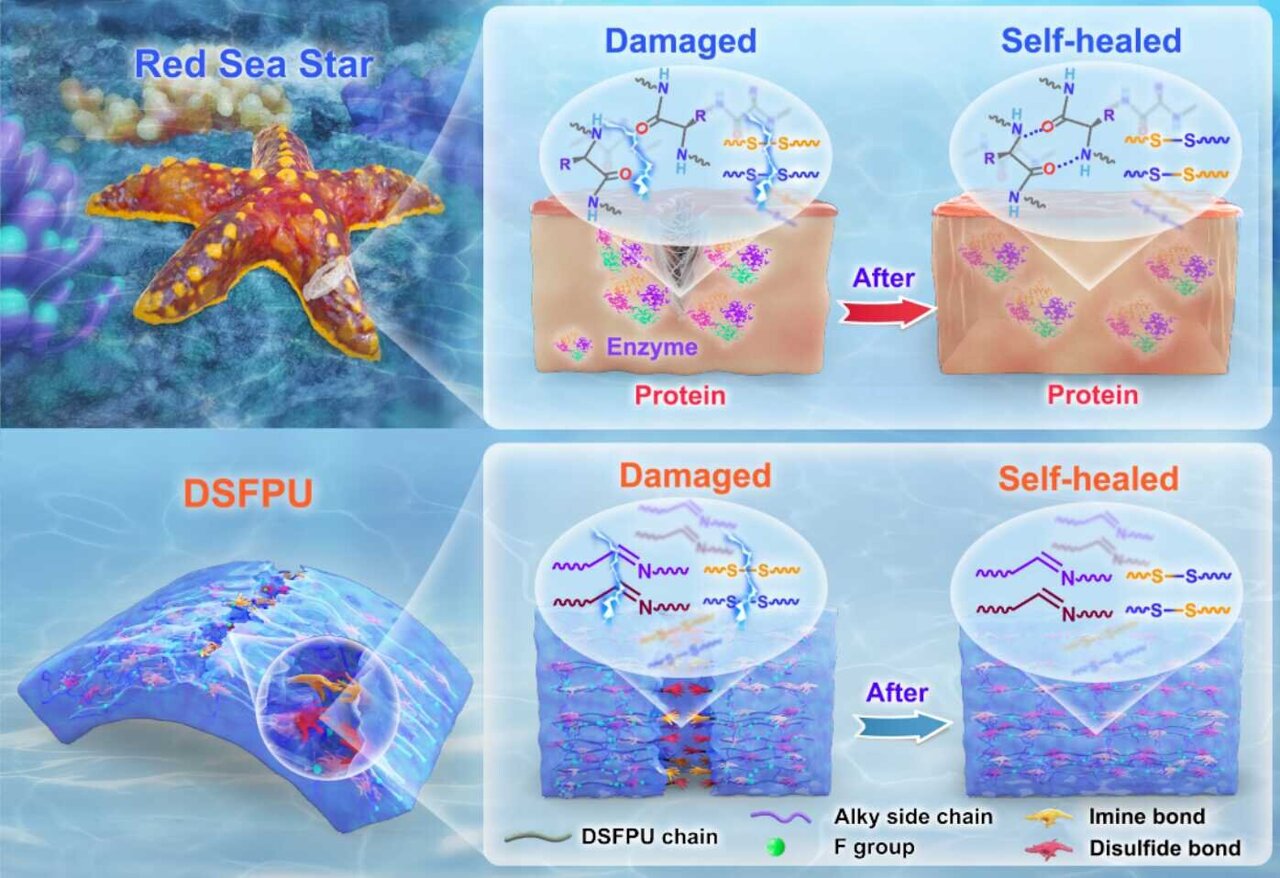 Red-sea-star-inspired polyurethane enables rapid underwater self-healing
