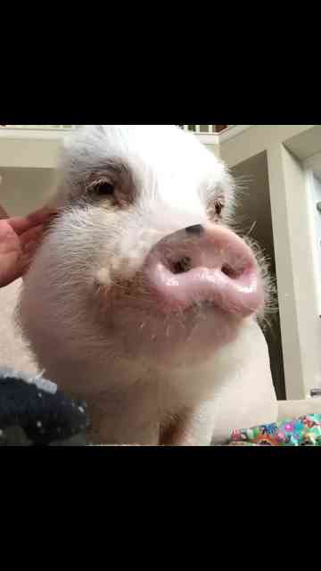 Piggy Paradise – Living the Sweet Life