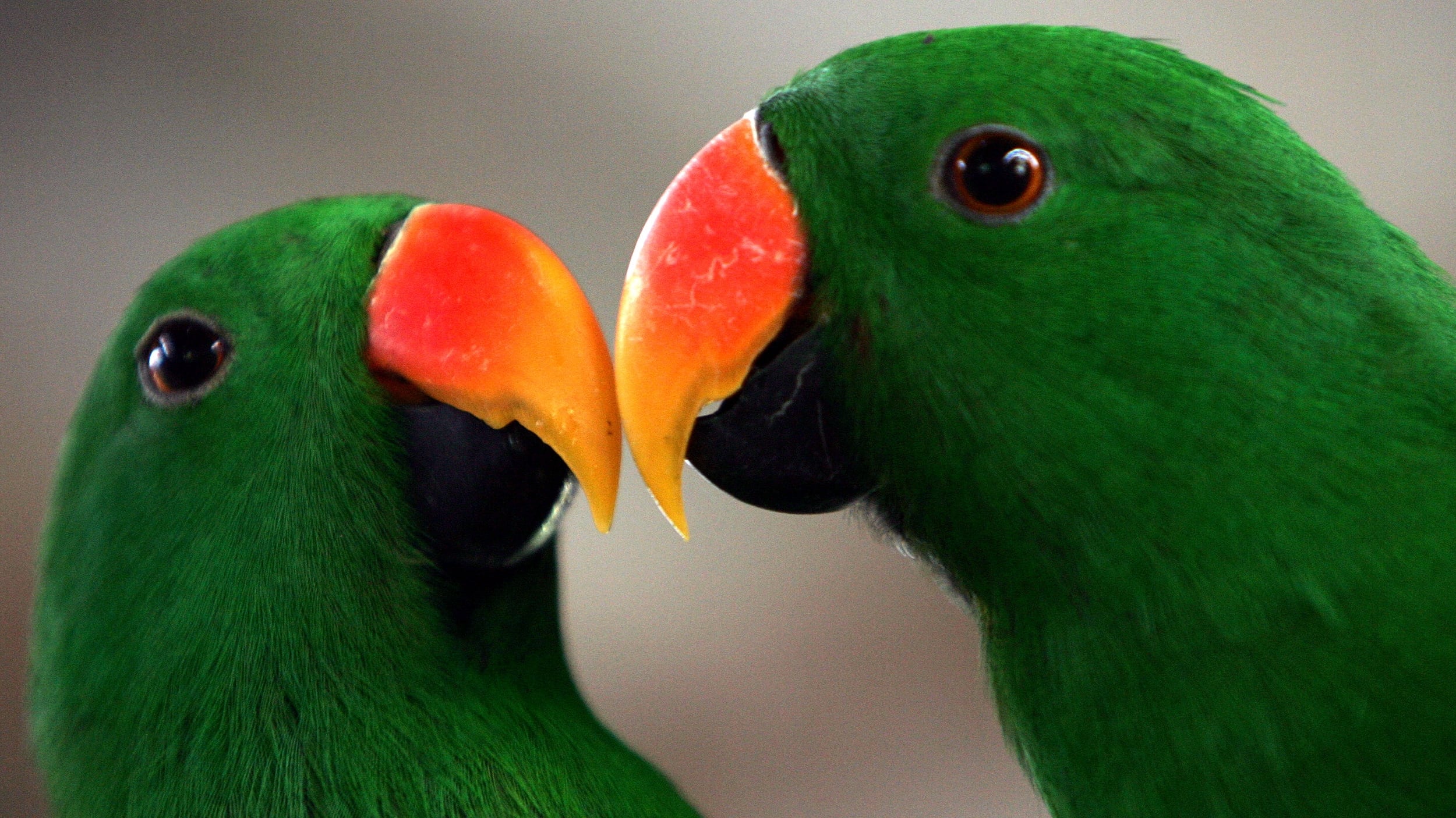 Smuggling Suspect Found With Six Parrots Stuffed Inside Boots