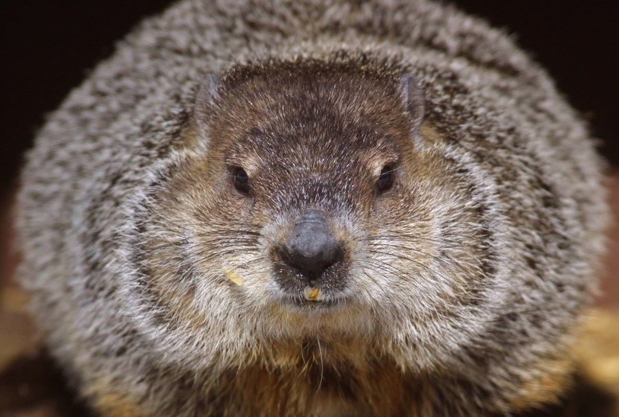 Alleged groundhog abuse being investigated in Hurricane