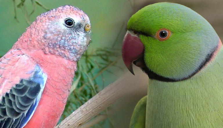 7 Types of Pet Parakeets