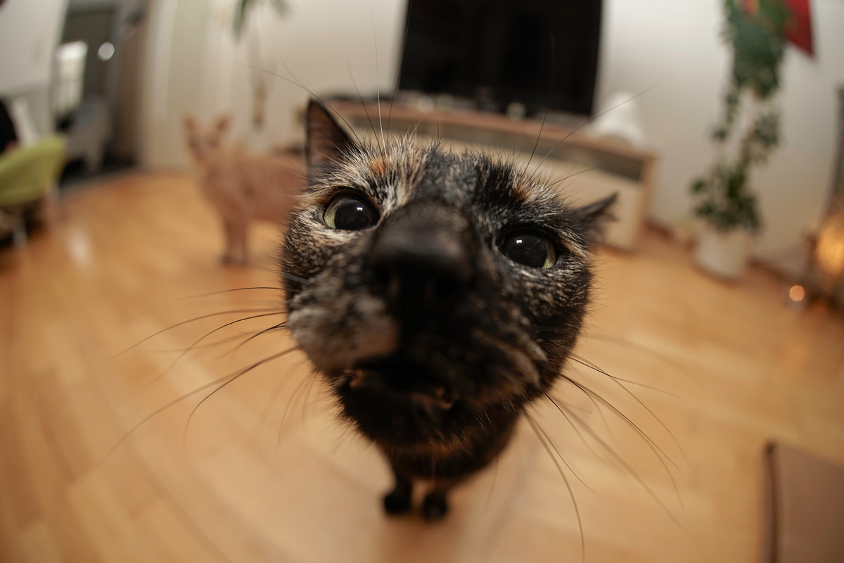 Photographer's Jaw-Dropping 'Fisheye' Portraits of Cats Are Going Viral