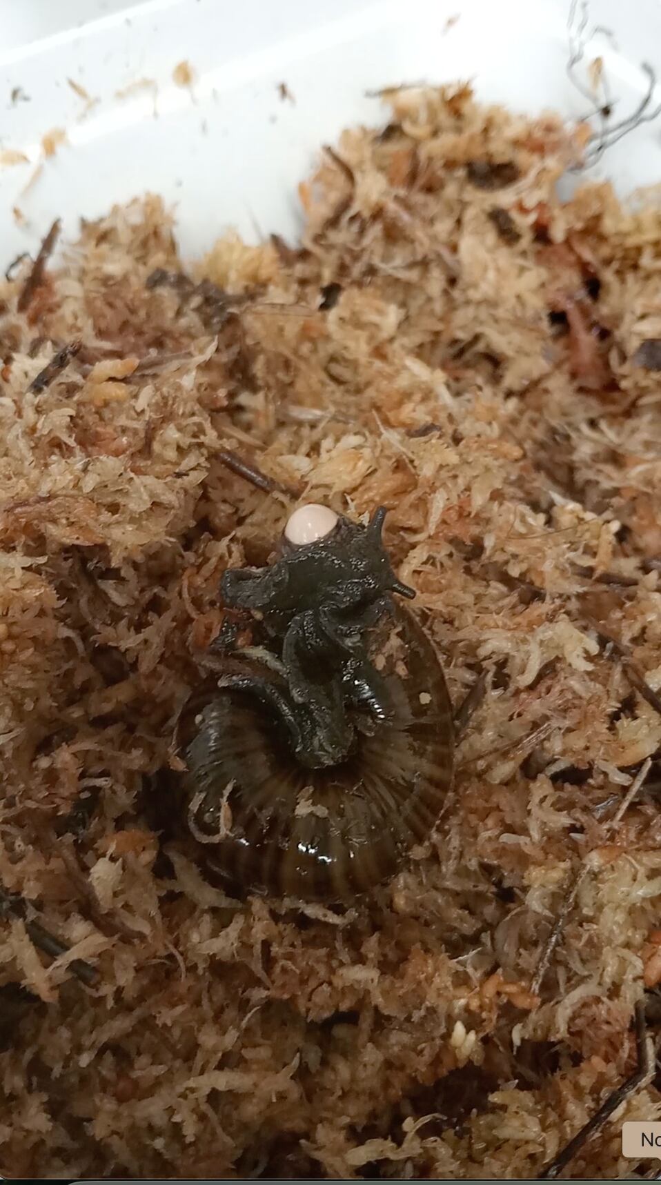 N.Z. carnivorous snail filmed for 1st time laying an egg from its neck