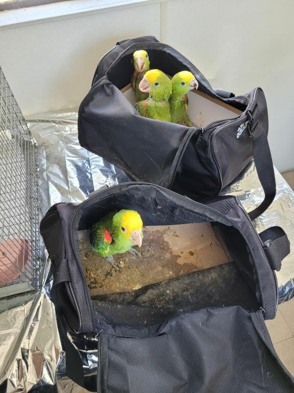 Parrot Smuggler Has Wings Clipped At Otay Border