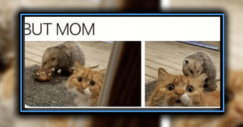 25 Mood-Boosting Animal Memes Fur Frustrated Hoomans Who Need Some Critter Comfort