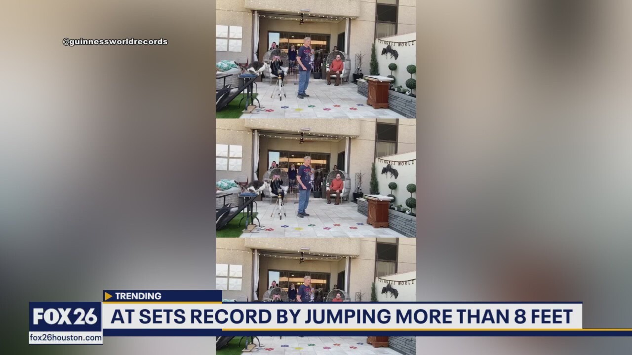 Furry Friends Friday: World record cat; dog fakes injury | Forecasting ...