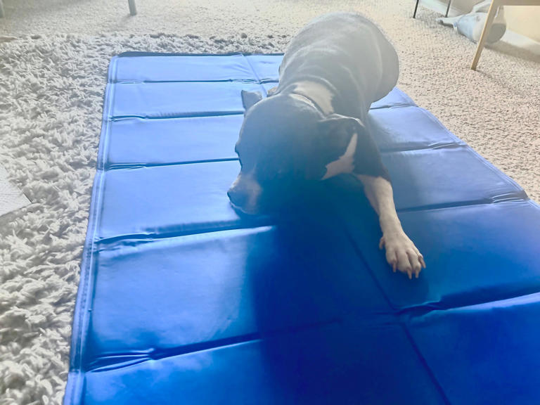 Best dog cooling mats and pads