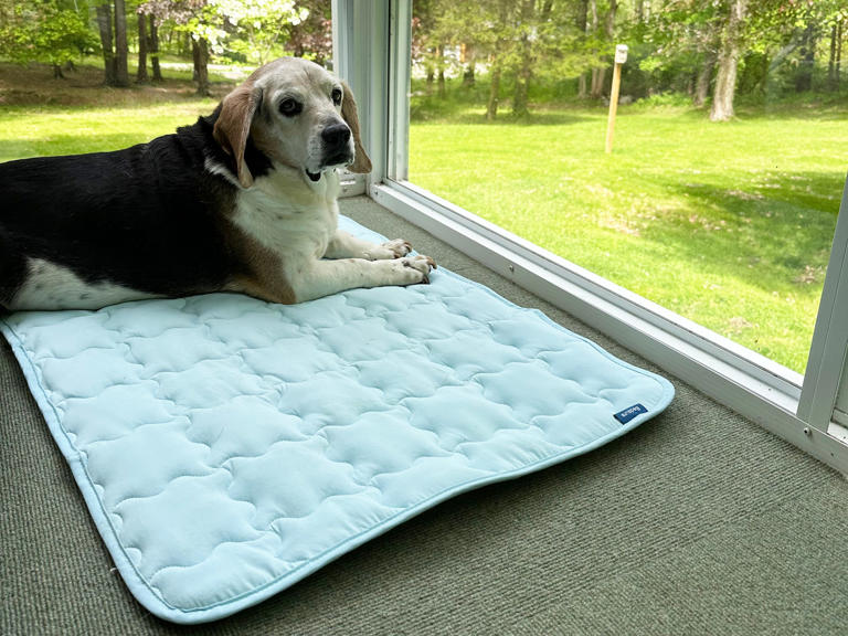 Best dog cooling mats and pads
