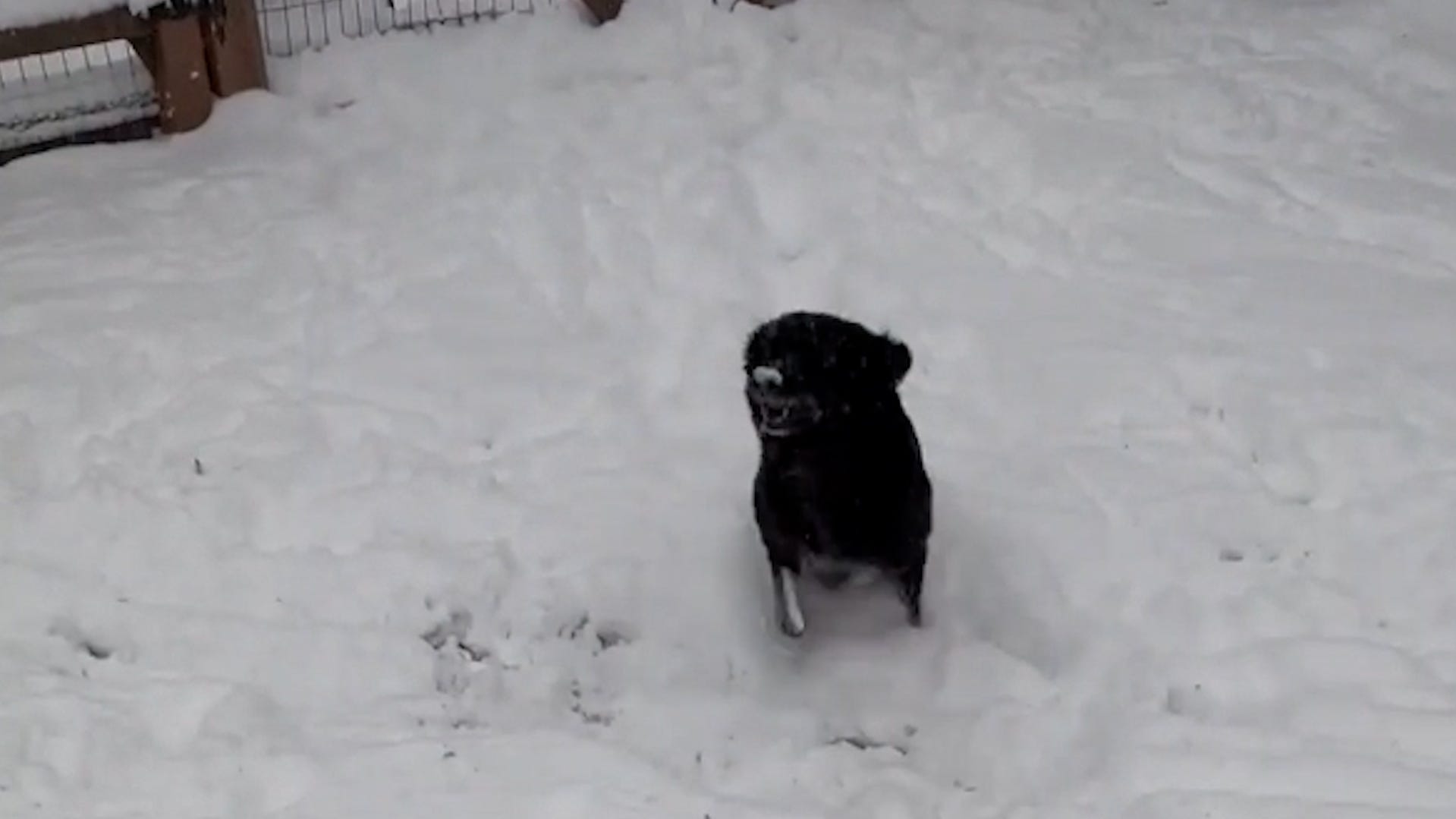 Watch Cola the two-legged dog's incredible journey to a new home