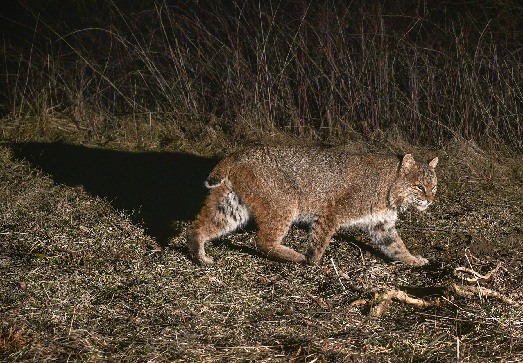 Caught on Camera: Bobcat spotted on local Ring camera