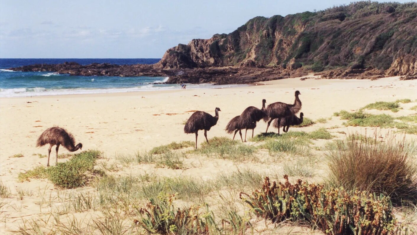 Shipment of emus that swam to mainland New South Wales now thriving at ...