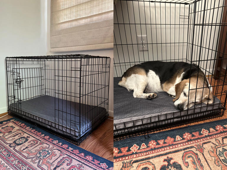 The best dog cooling mats and pads, tested and reviewed