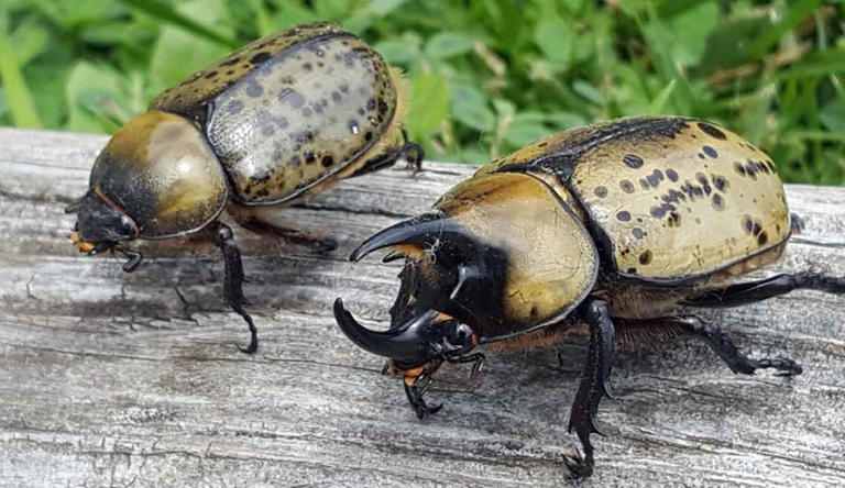 A Guide to Keeping Rhinoceros Beetles: 7 Things to Know